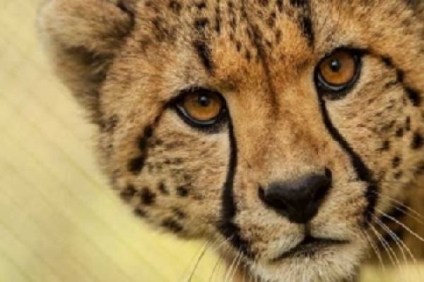 Wildlife of Iran - Full Guide to Iran's Fauna, Info & Facts