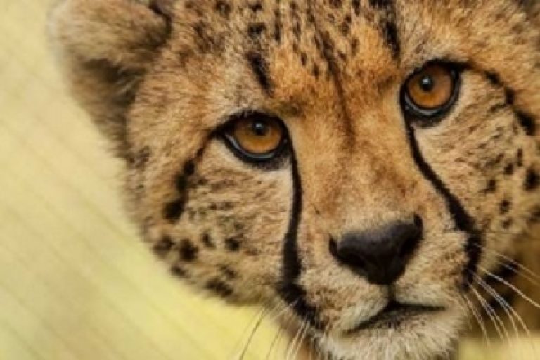 Wildlife of Iran - Full Guide to Iran's Fauna, Info & Facts