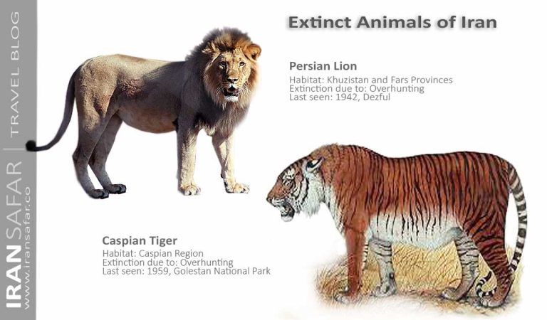Wildlife of Iran - Full Guide to Iran's Fauna, Info & Facts