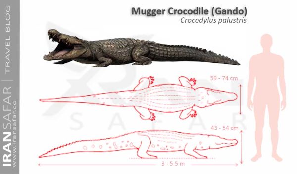 Wildlife of Iran - Full Guide to Iran's Fauna, Info & Facts