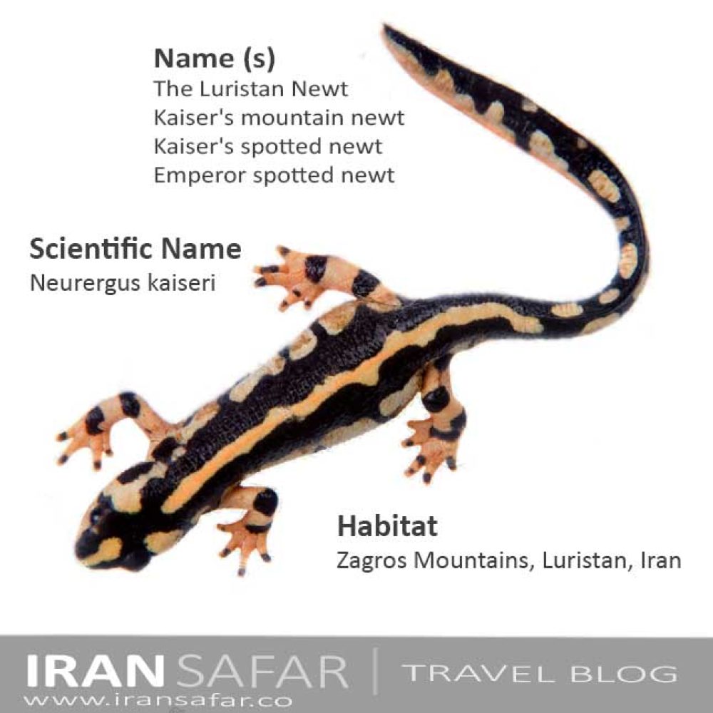 Wildlife of Iran - Full Guide to Iran's Fauna, Info & Facts