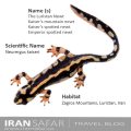 Wildlife of Iran - Full Guide to Iran's Fauna, Info & Facts