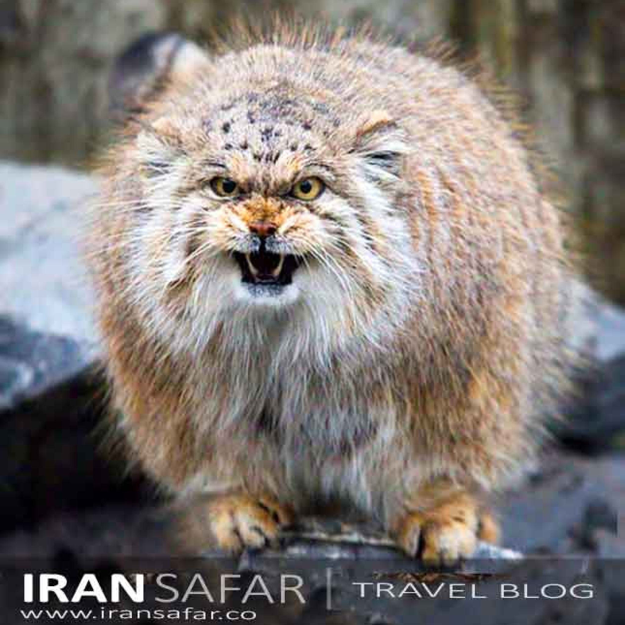 Wildlife of Iran - Full Guide to Iran's Fauna, Info & Facts