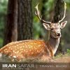 Wildlife Of Iran Full Guide To Irans Fauna Info And Facts 7088