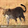 Wildlife of Iran - Full Guide to Iran's Fauna, Info & Facts