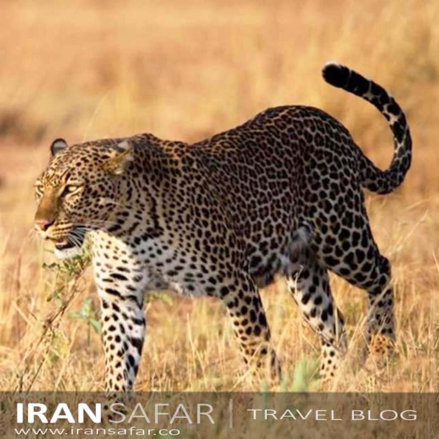 Wildlife of Iran - Full Guide to Iran's Fauna, Info & Facts