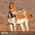 Wildlife of Iran - Full Guide to Iran's Fauna, Info & Facts