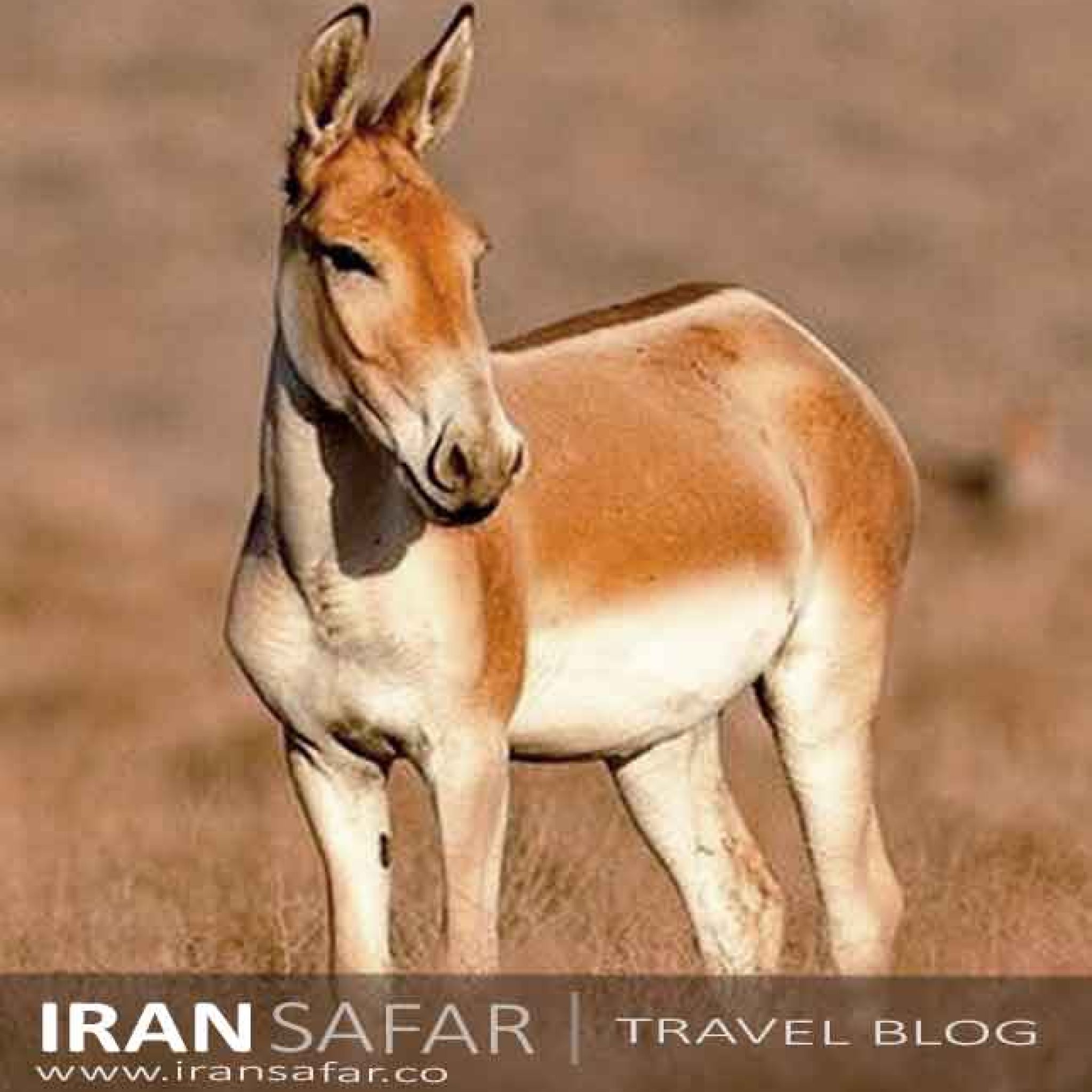 Wildlife of Iran - Full Guide to Iran's Fauna, Info & Facts
