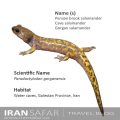 Wildlife of Iran - Full Guide to Iran's Fauna, Info & Facts