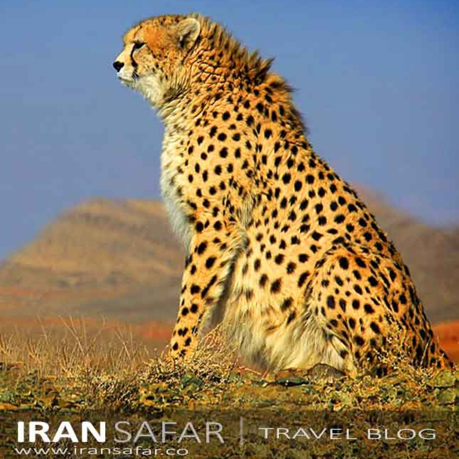 Wildlife of Iran - Full Guide to Iran's Fauna, Info & Facts