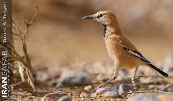 Wildlife of Iran - Full Guide to Iran's Fauna, Info & Facts