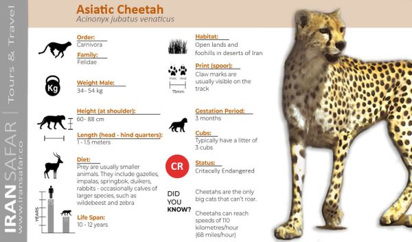 Asiatic Cheetah - facts and figures
