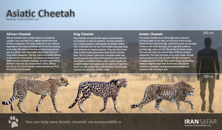 Asiatic Cheetah - Endangered Iranian Felid, Facts and Figures