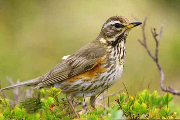 Birds of Iran - Full List